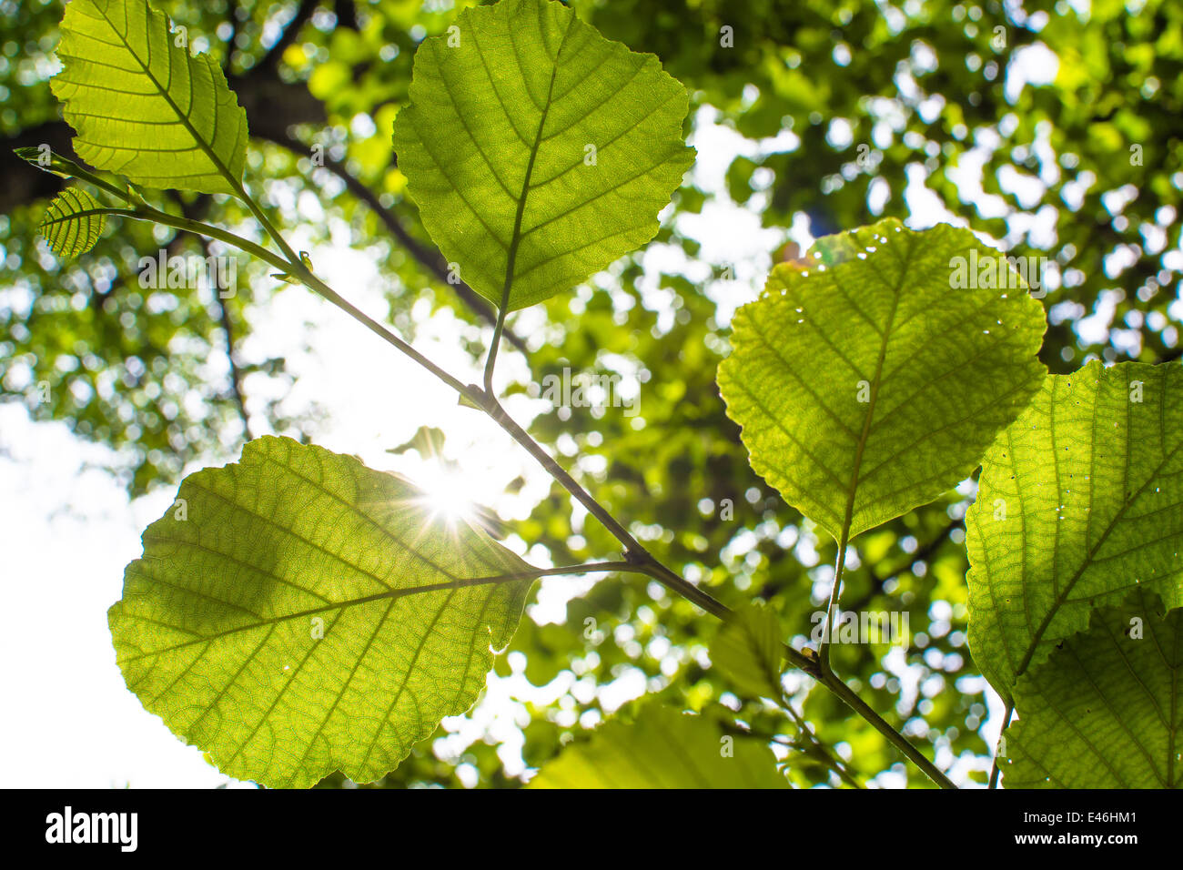 Green Leaves In The Sunlight Stock Photo - Alamy