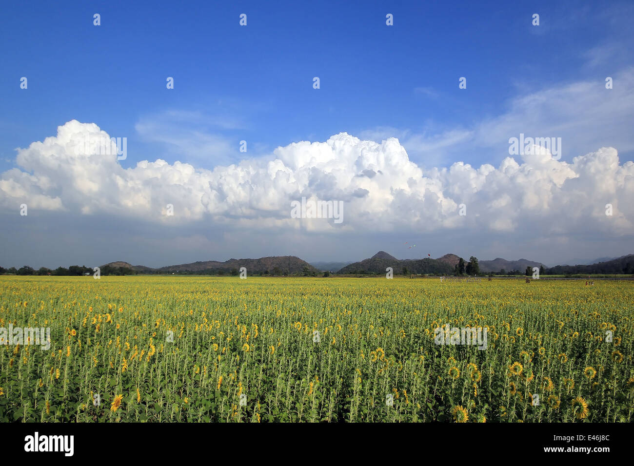 blue sky with beautiful clouds over the sunflower field Stock Photo - Alamy
