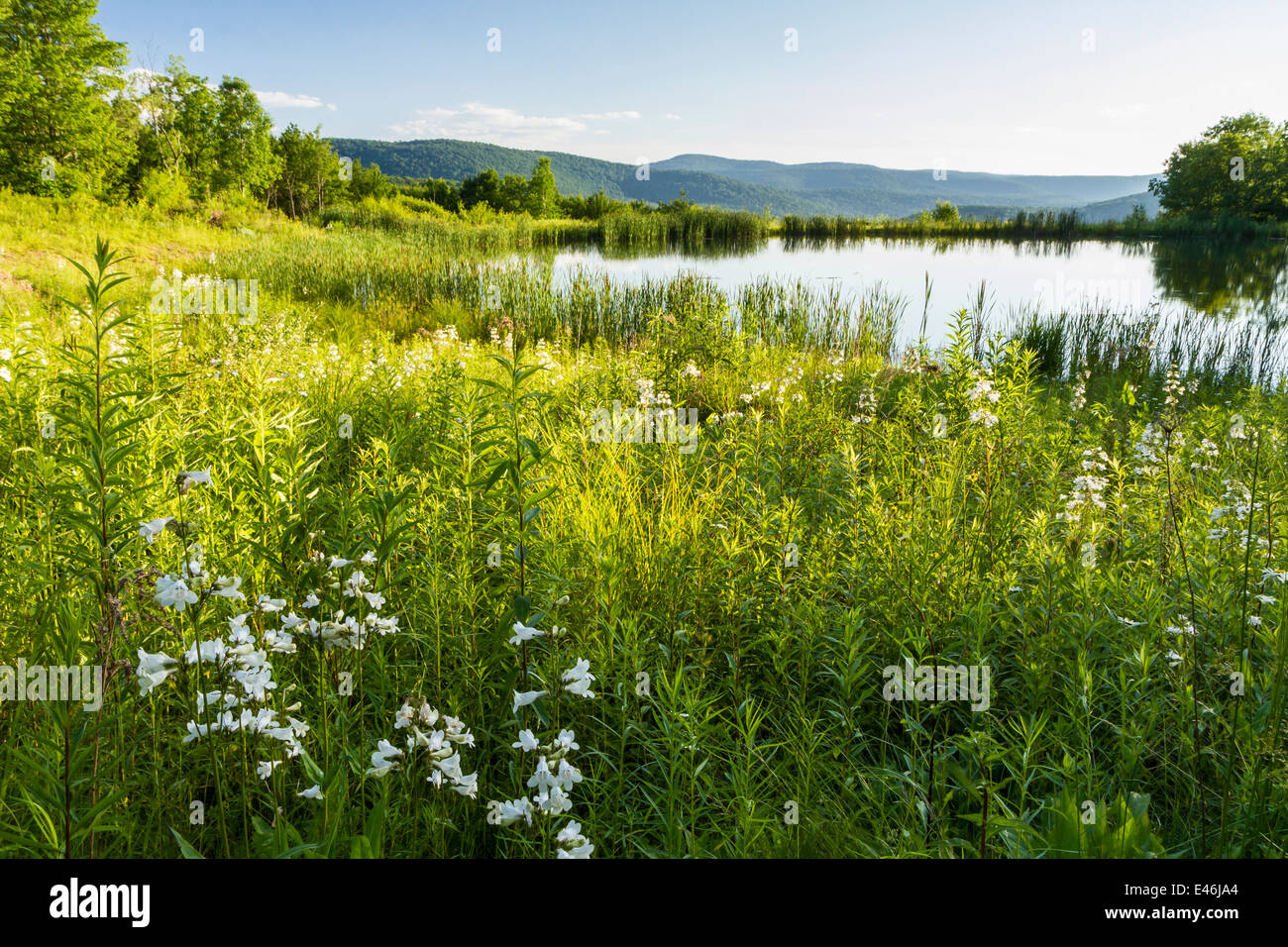 Wildflowers on Snake Pond on the new Shaverton Trail in Andes, NY in ...