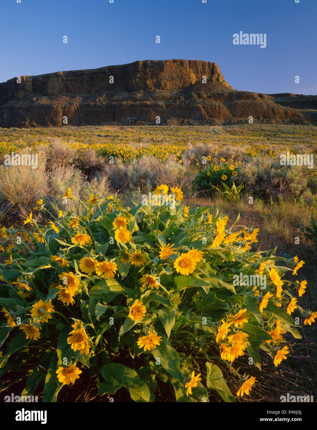 Steamboat Rock State park, WA: Balsam root blooming under the basalt ...