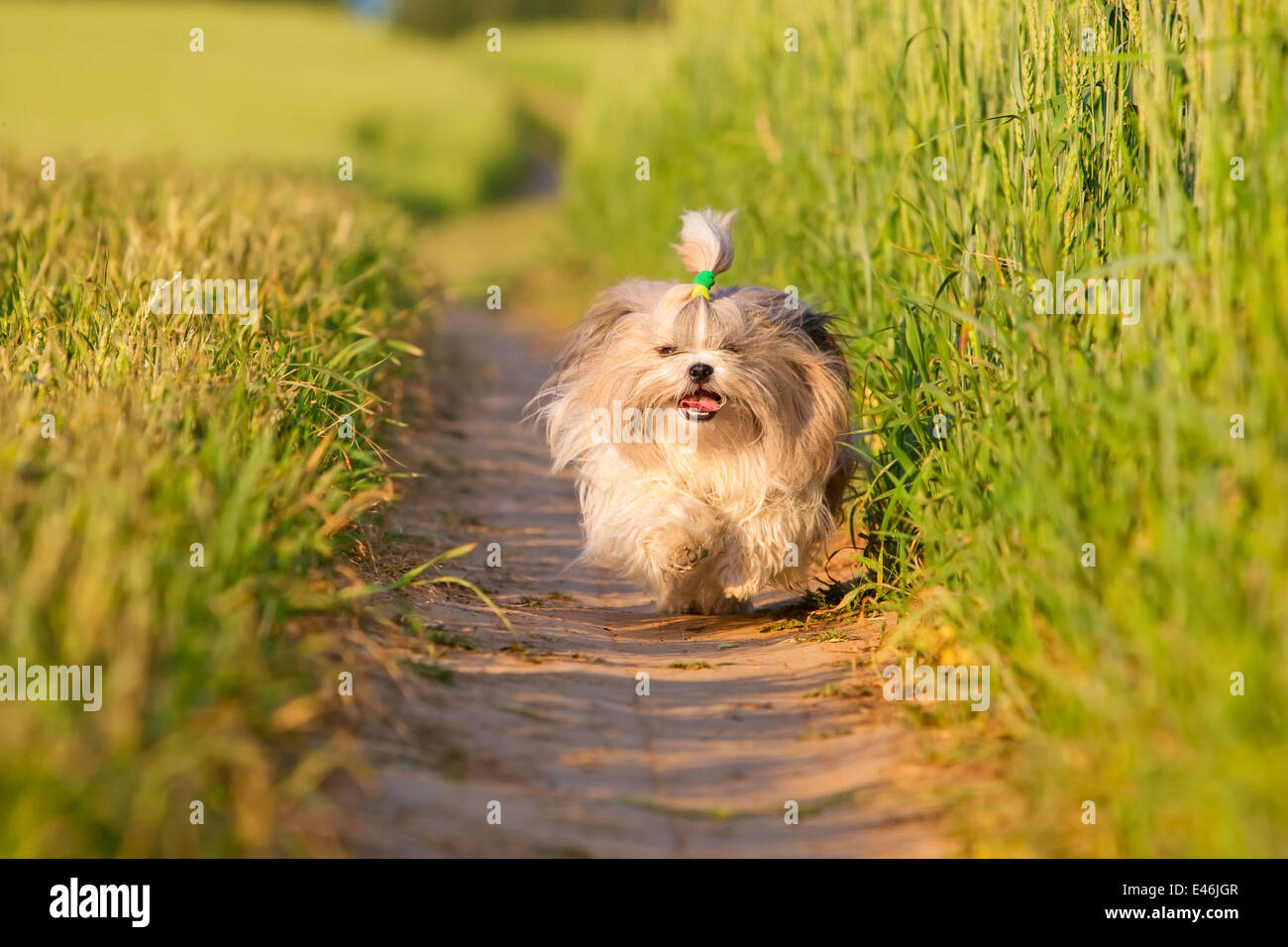 Shih tzu dog running Stock Photo - Alamy