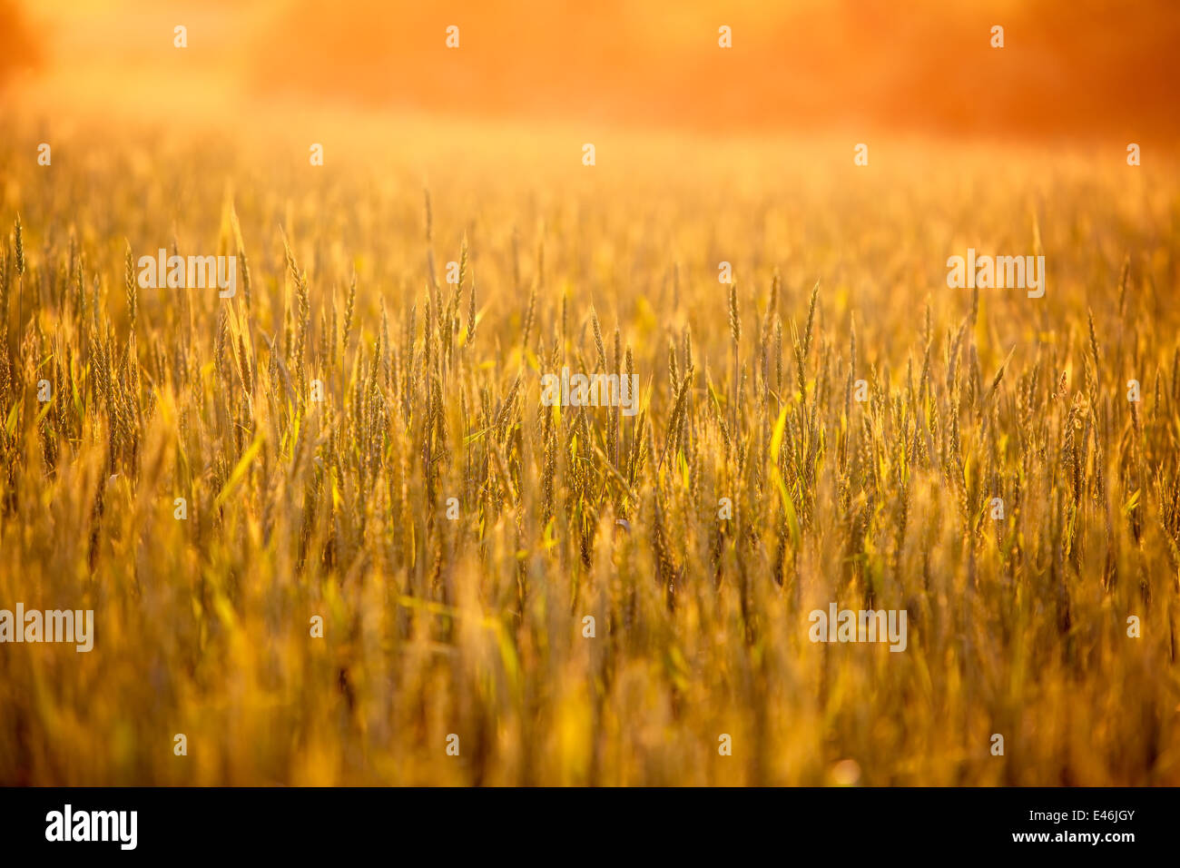 Wheat field at sunset light Stock Photo - Alamy