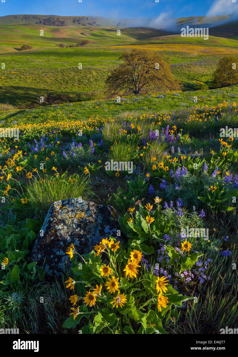 Columbia Hills State Park, WA: Columbia Gorge National Scenic Area ...