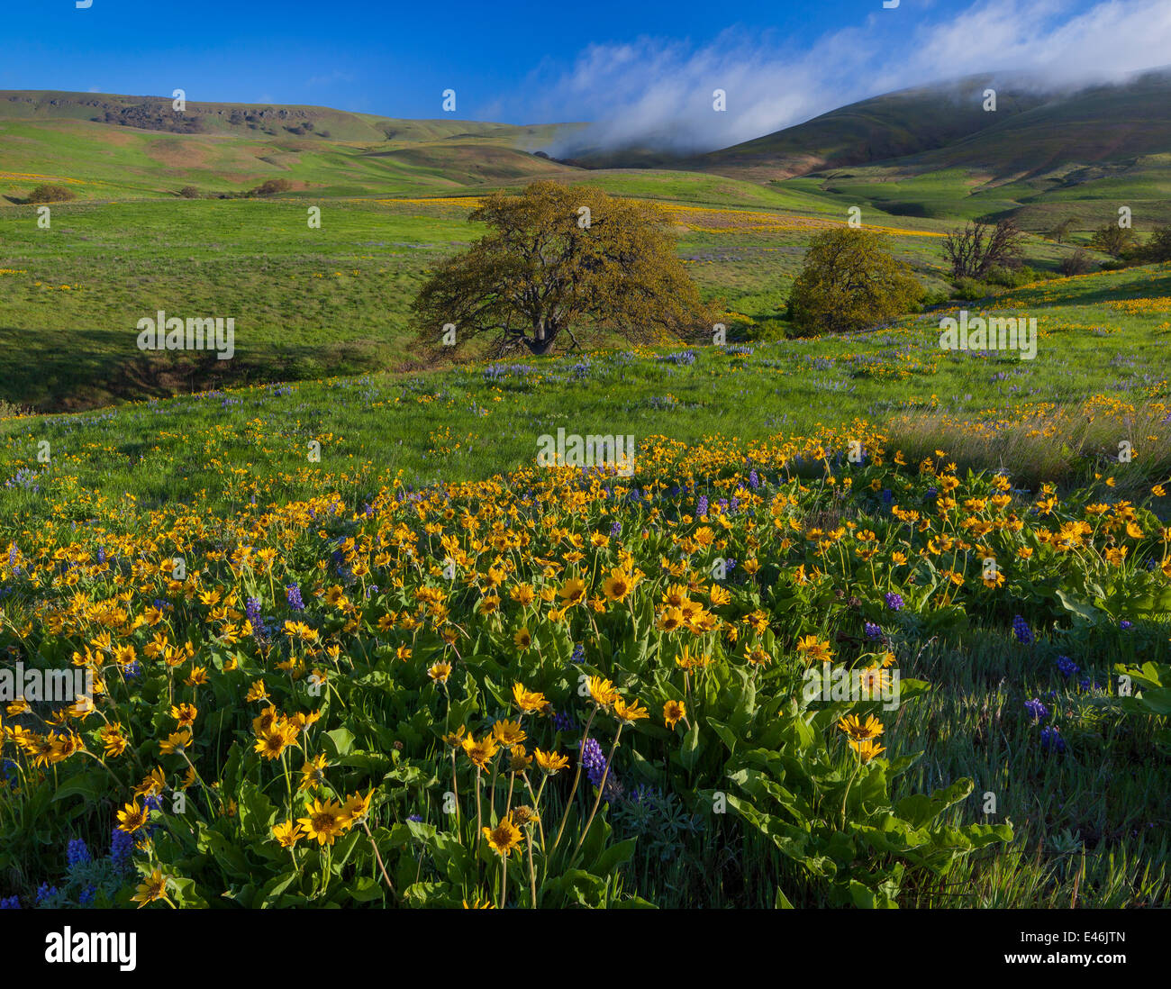 Columbia Hills State Park, WA: Columbia Gorge National Scenic Area ...
