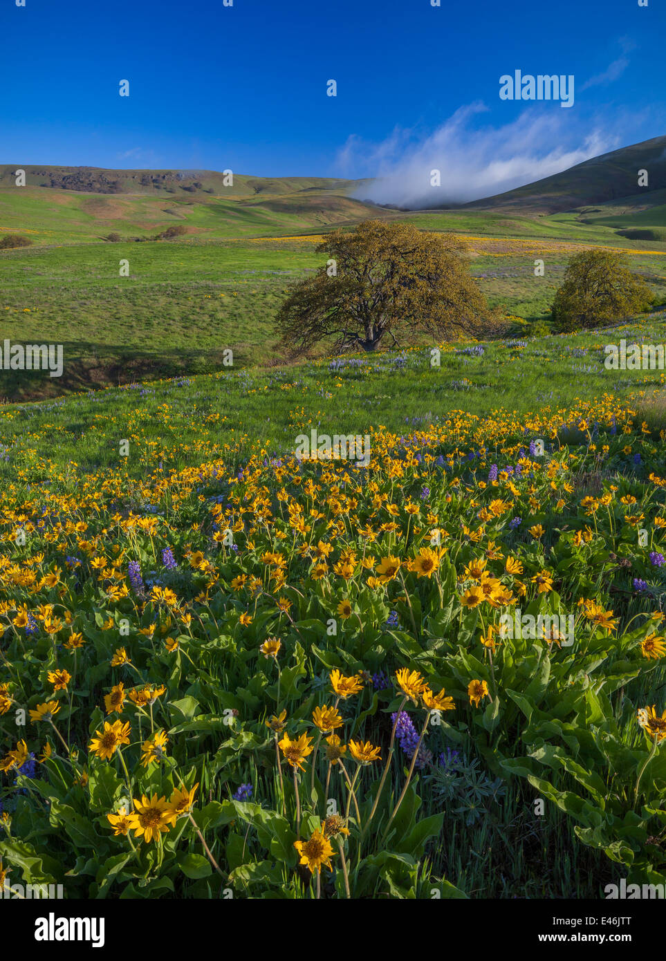 Columbia Hills State Park, WA: Columbia Gorge National Scenic Area ...