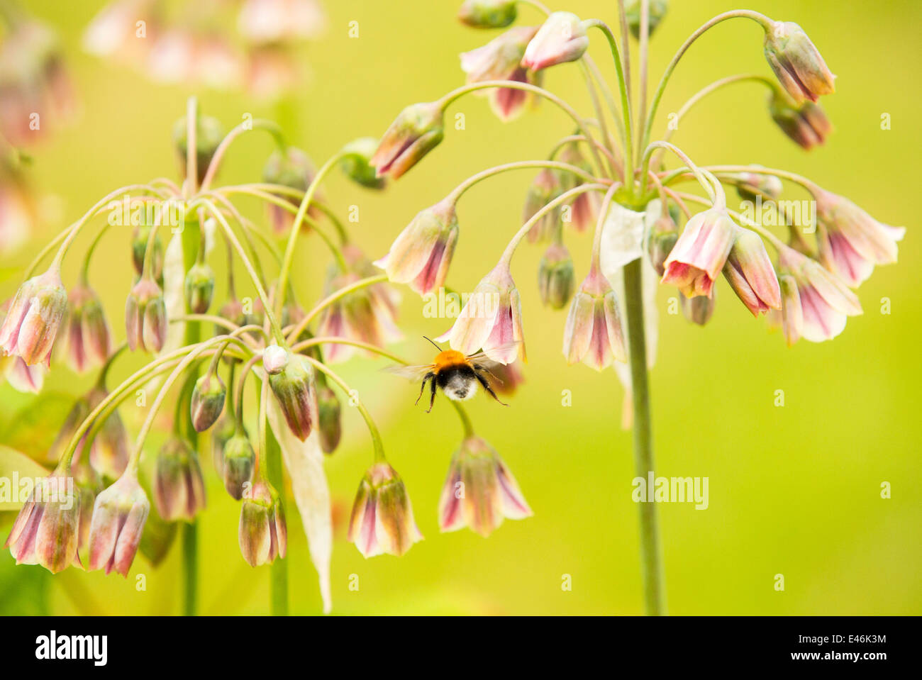 Pollen from allium flower hi-res stock photography and images - Alamy