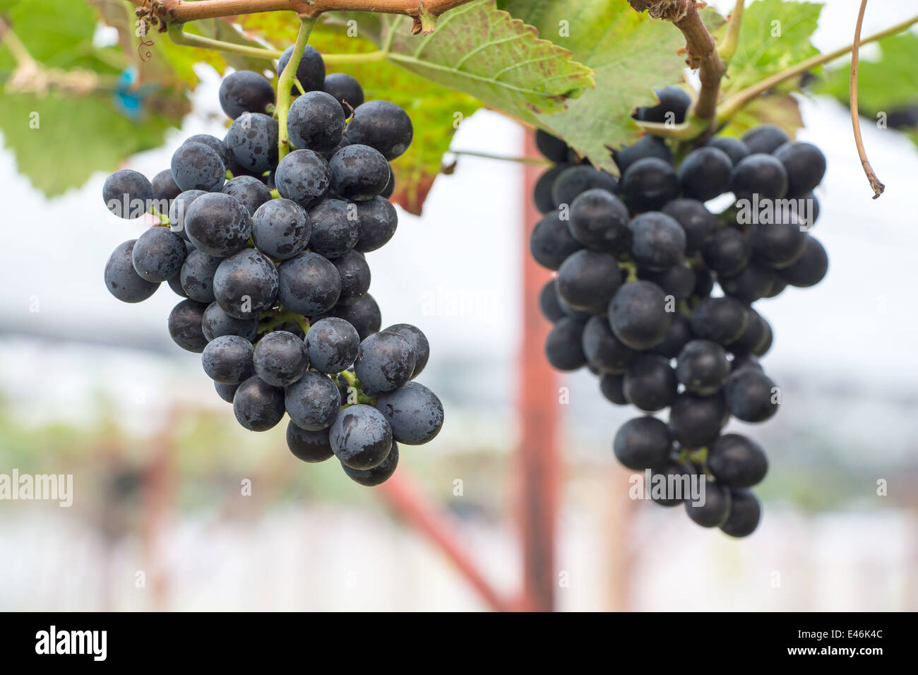 grapes hanging on the vine Stock Photo - Alamy