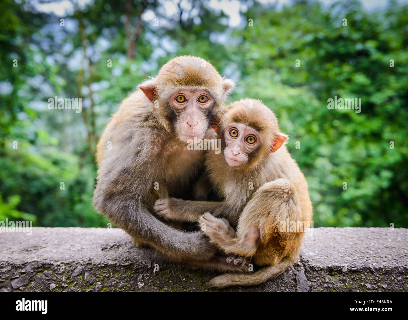 Sichuan monkey hi-res stock photography and images - Alamy