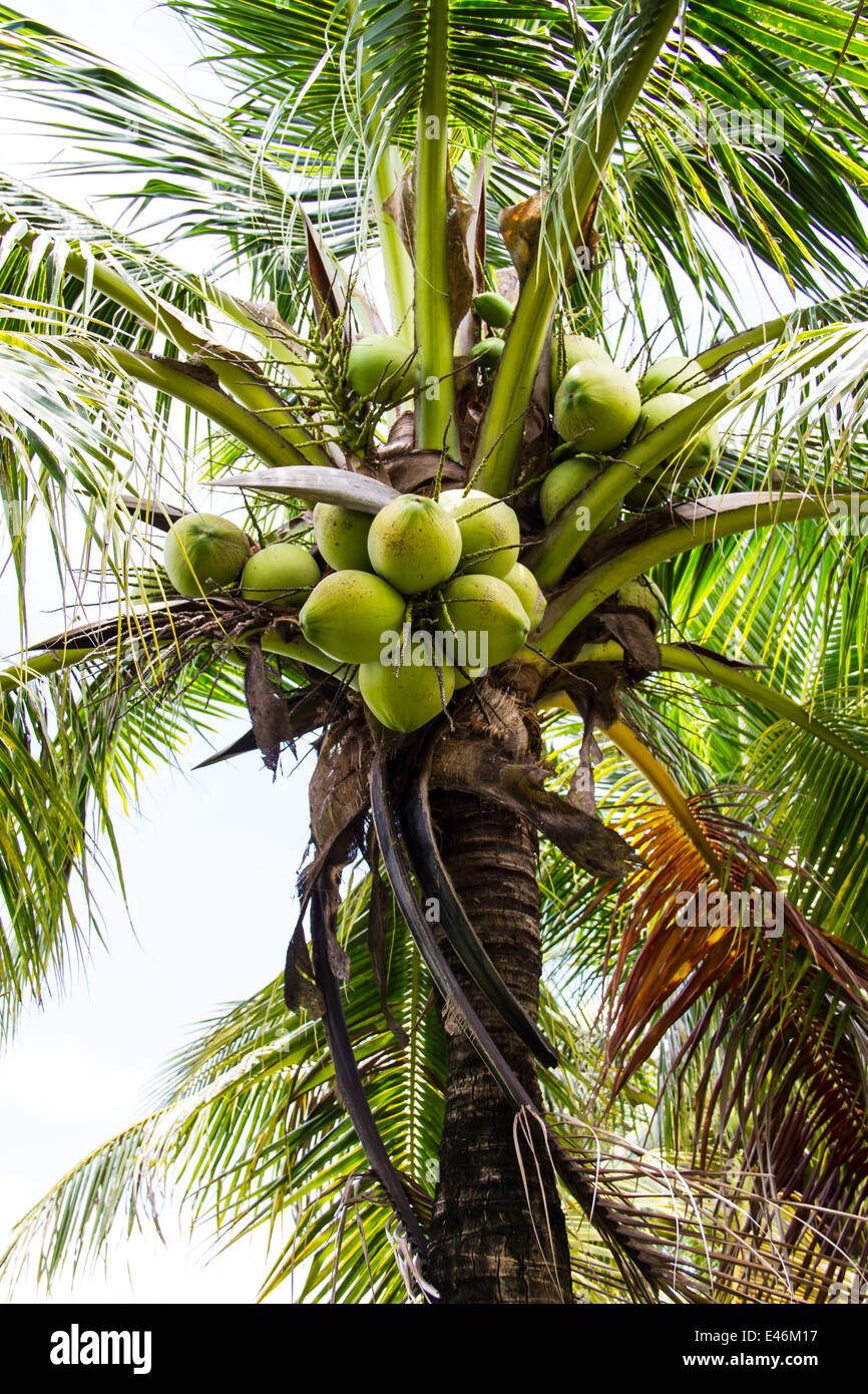 Sweet Coconut tree Stock Photo - Alamy