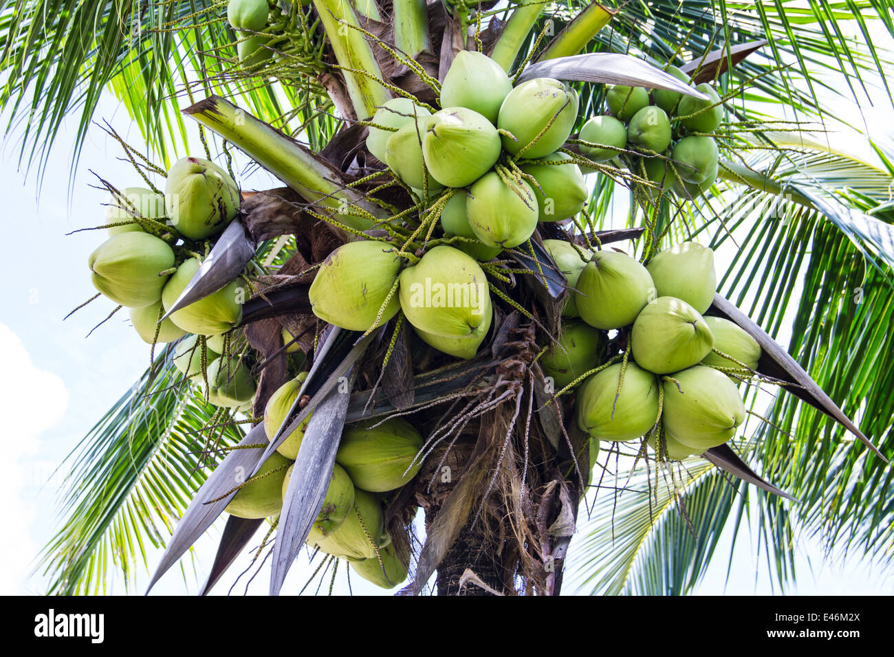 Sweet Coconut tree Stock Photo - Alamy