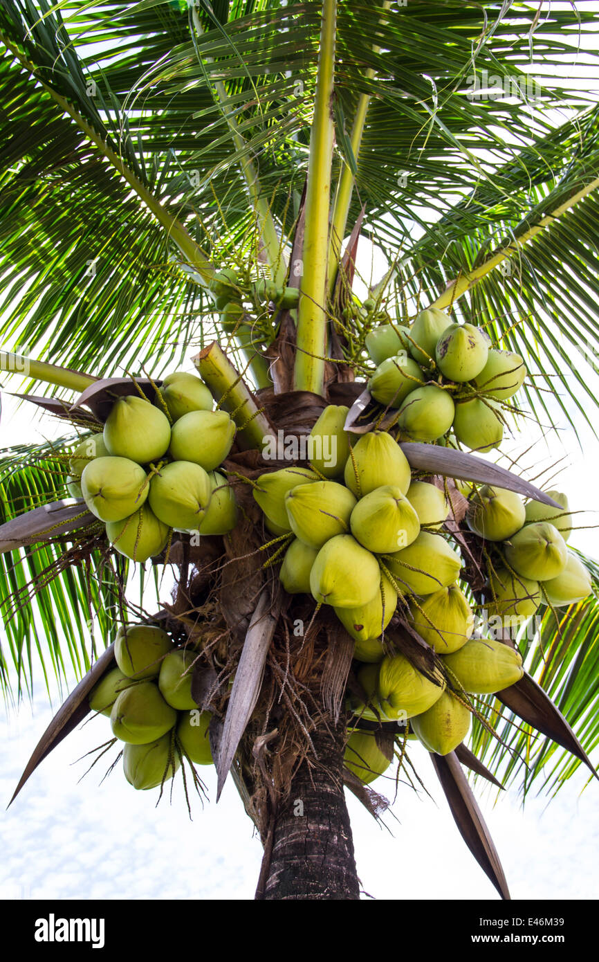 Sweet Coconut tree Stock Photo - Alamy