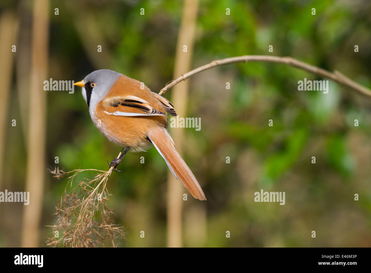 Bearded Tit ( Panurus biarmicus ) close up in the wild Stock Photo - Alamy