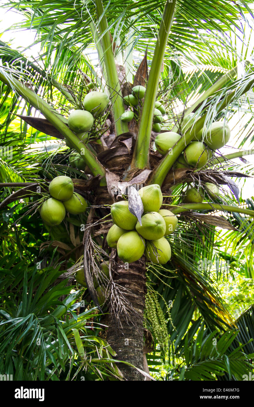 Green coconut at palm tree Stock Photo - Alamy