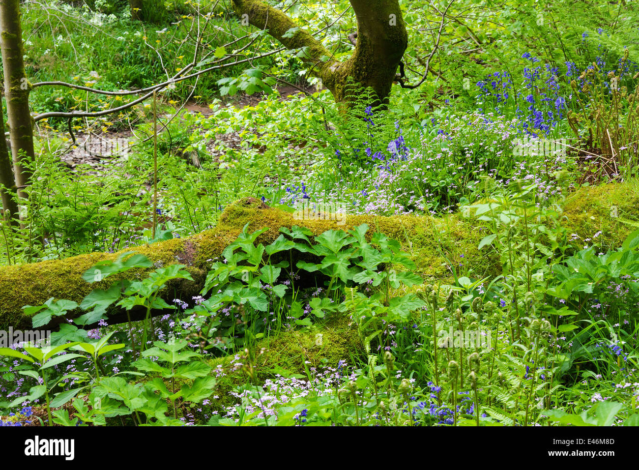 Beautiful colors in a Spring forest landscape Stock Photo - Alamy