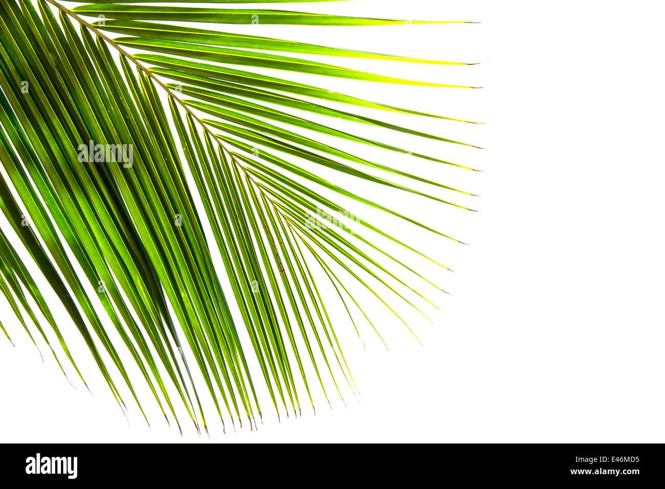 coconut leaves on white background Stock Photo - Alamy