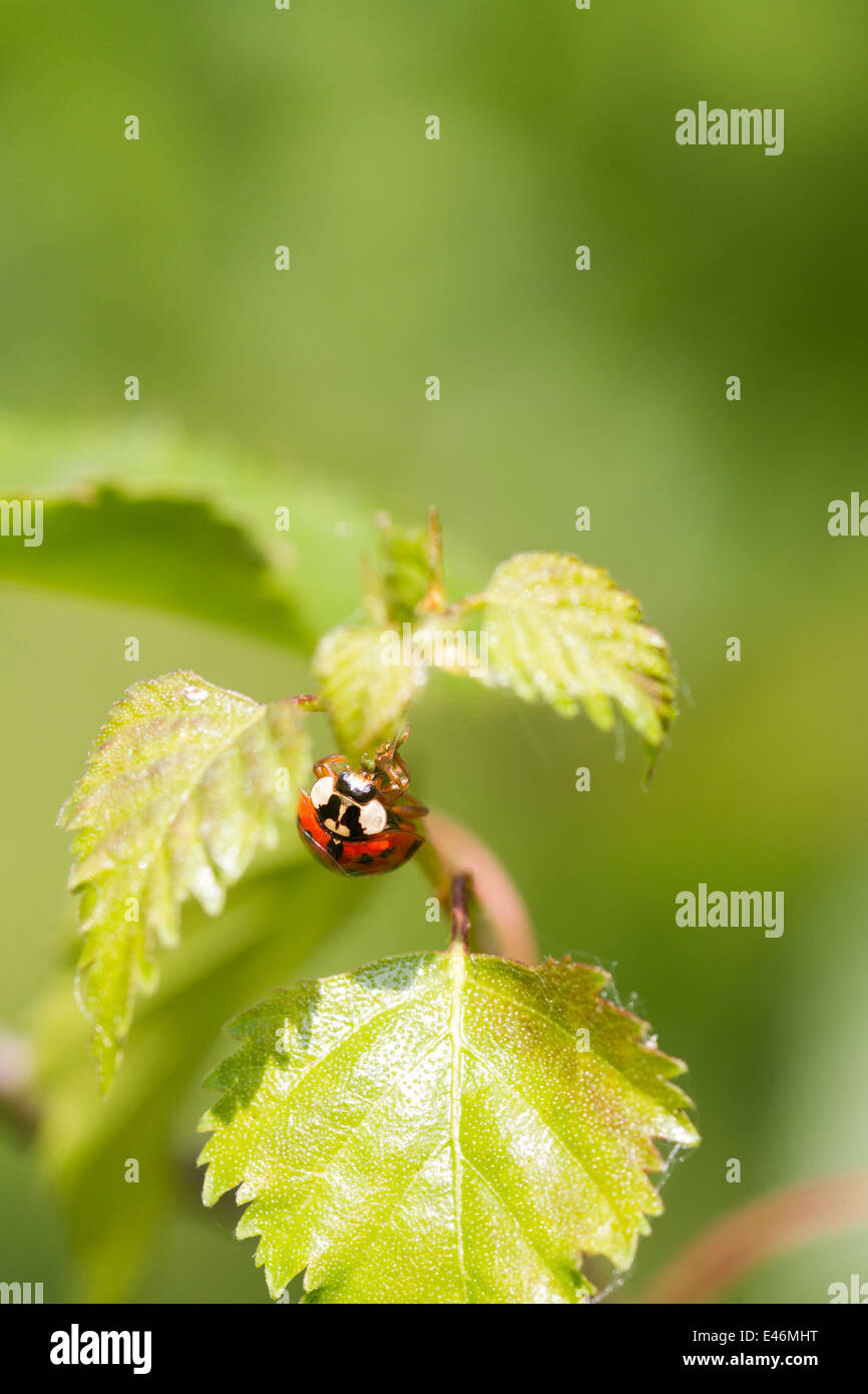 ladybird on a leaf close up Stock Photo - Alamy