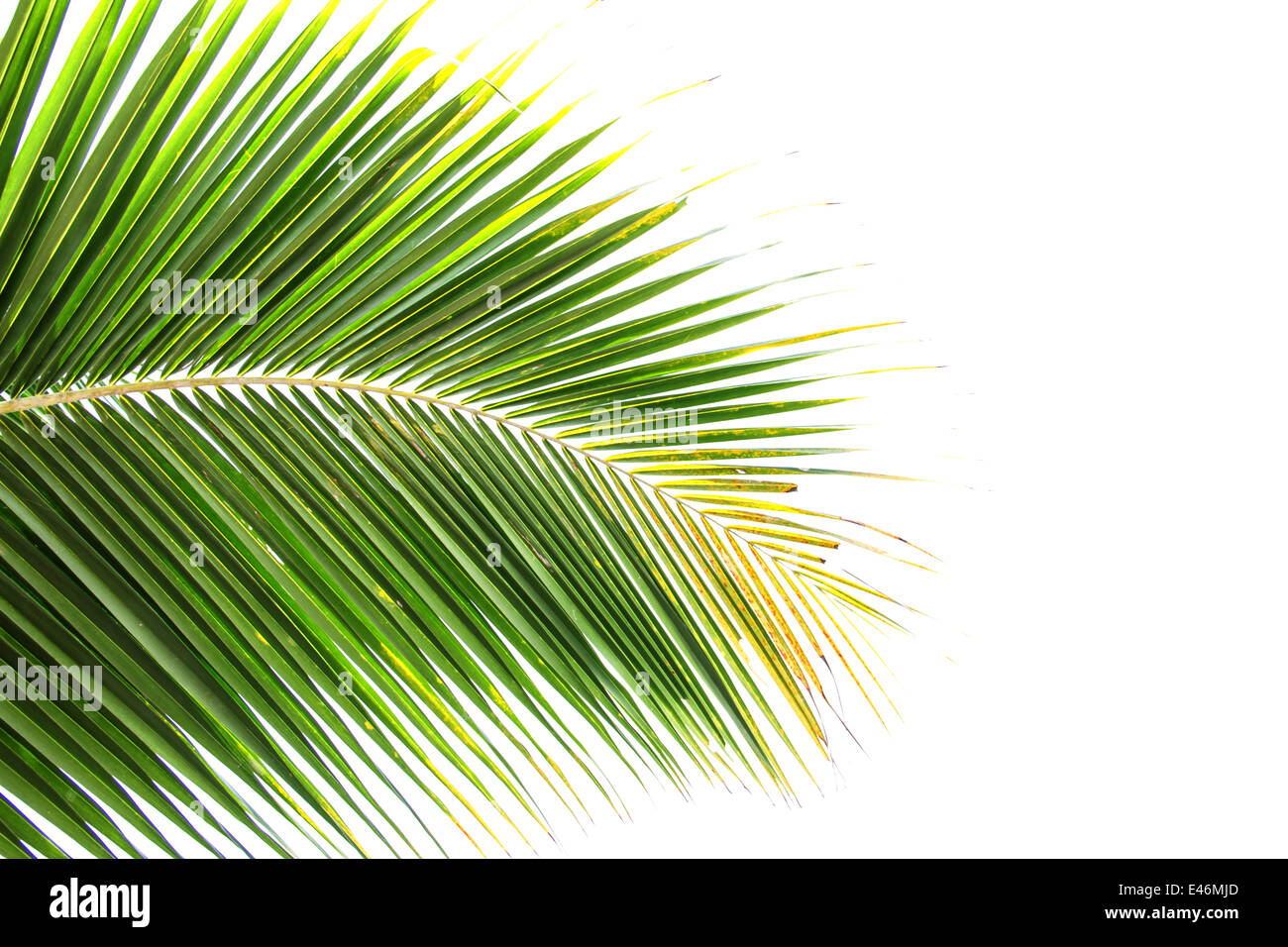 Coconut leaves hi-res stock photography and images - Alamy