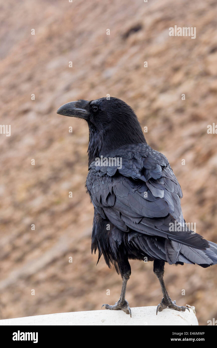 Raven perched on a ledge Stock Photo - Alamy