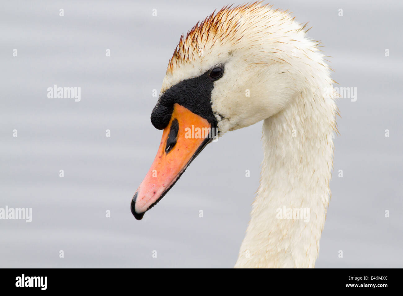 A beautiful swan head and neck closeup Stock Photo - Alamy