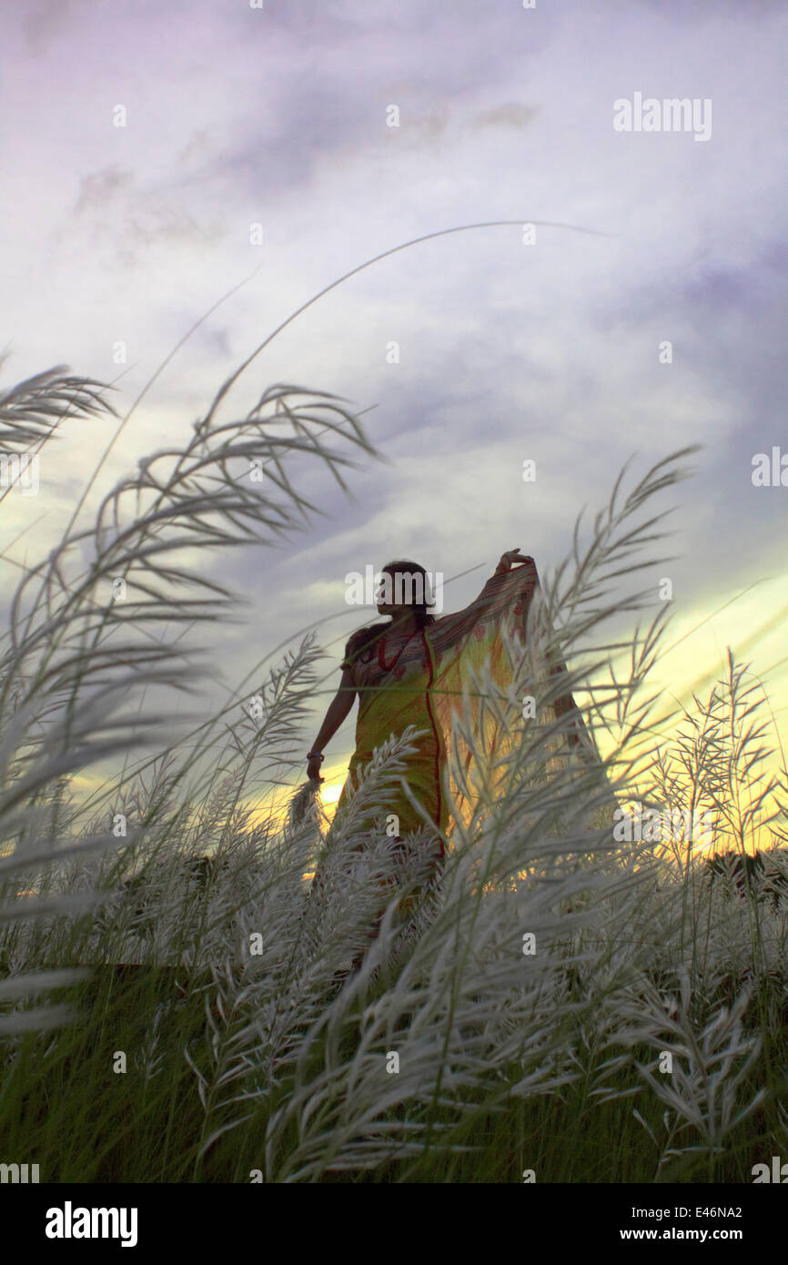 Dhaka,Banglades; Catkins locally known as kash flower.Catkins or ...