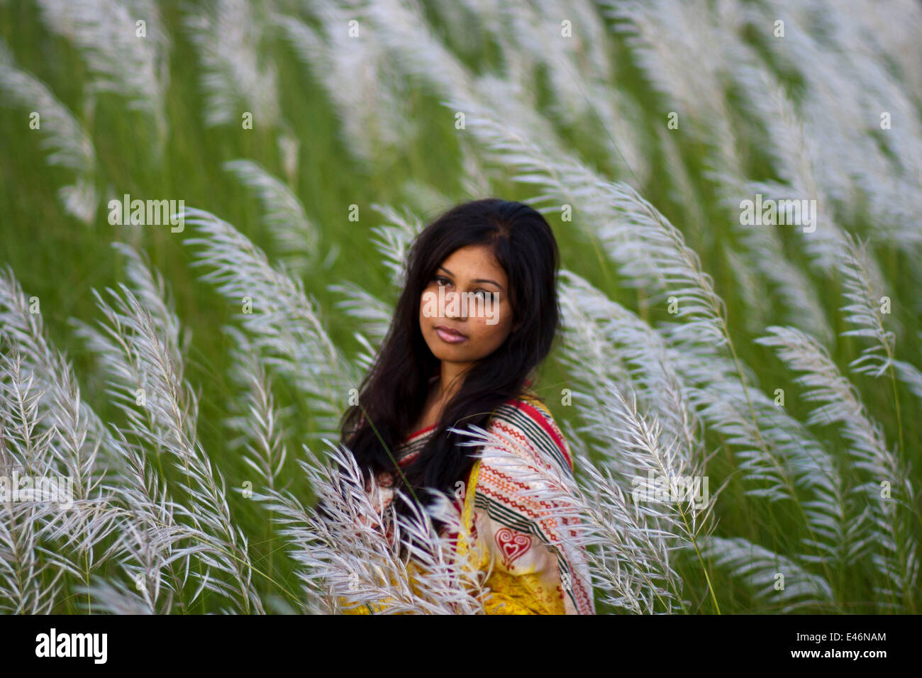 Dhaka,Banglades; Catkins locally known as kash flower.Catkins or ...