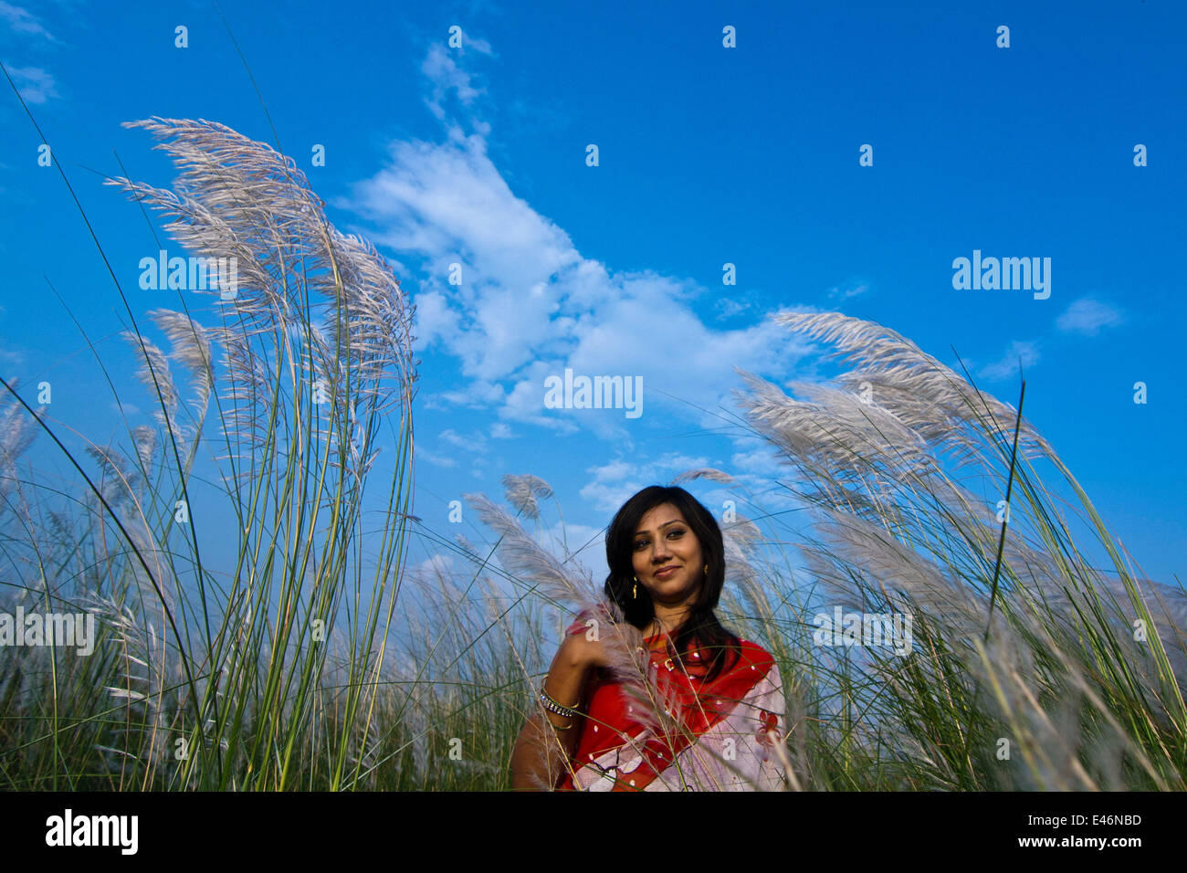 Dhaka,Banglades; Catkins locally known as kash flower.Catkins or ...