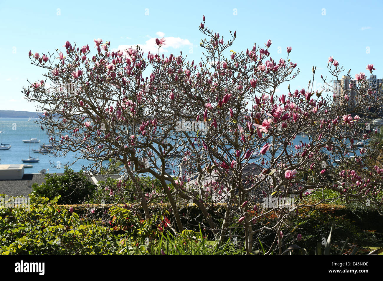 Magnolia elizabeth hi-res stock photography and images - Alamy