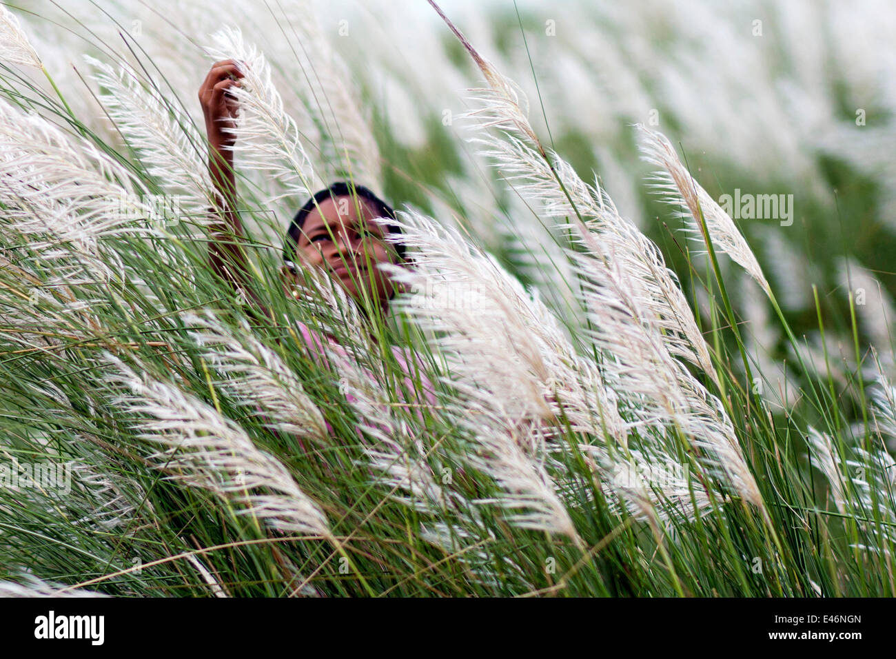 Kash flower hi-res stock photography and images - Alamy