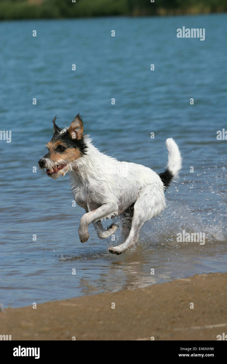 Jack russell summer swim hi-res stock photography and images - Alamy