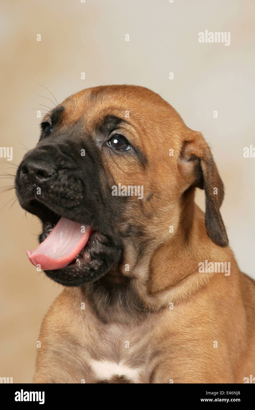Rhodesian Ridgeback puppy portrait Stock Photo - Alamy