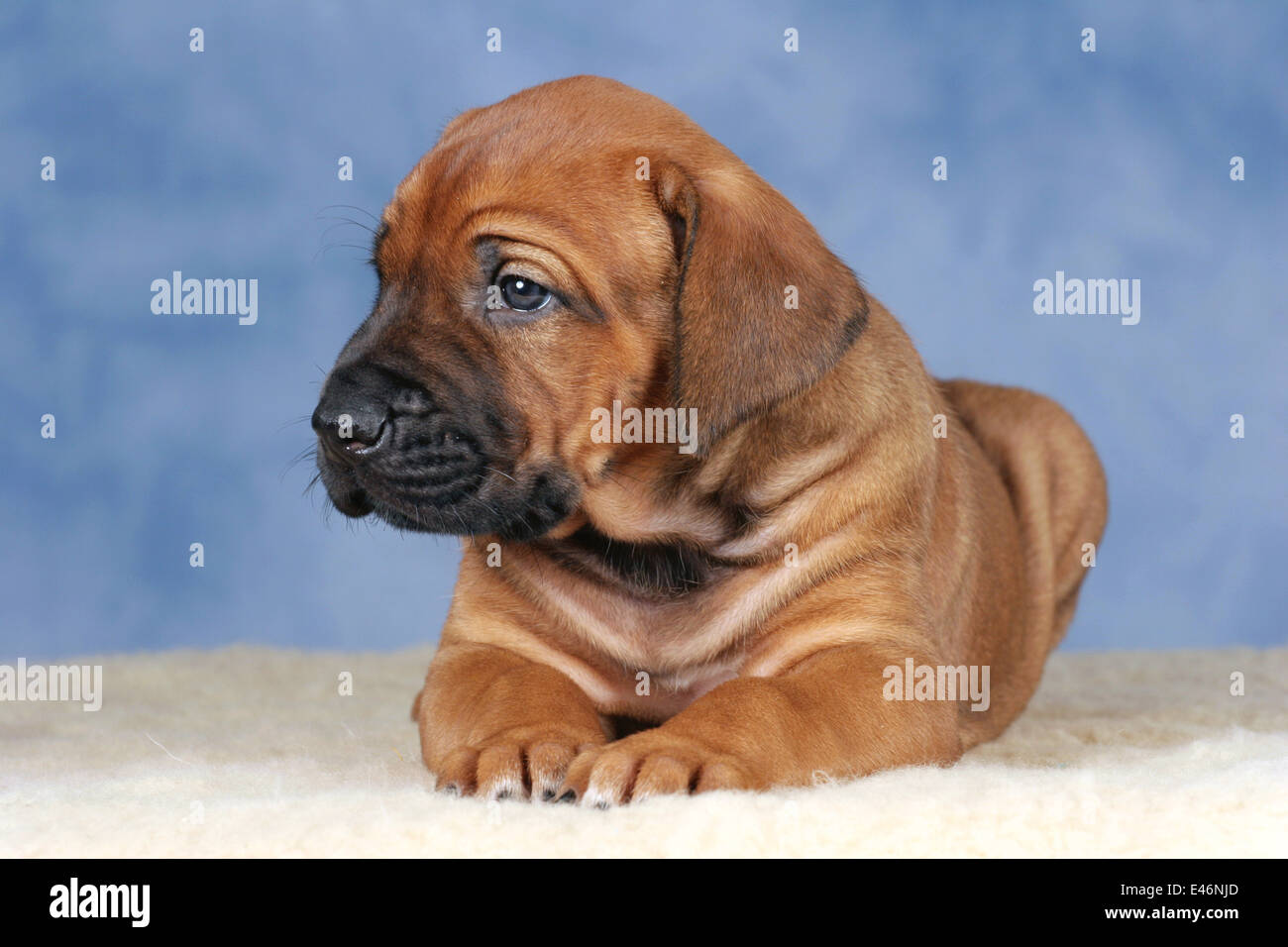 Rhodesian Ridgeback puppy Stock Photo - Alamy