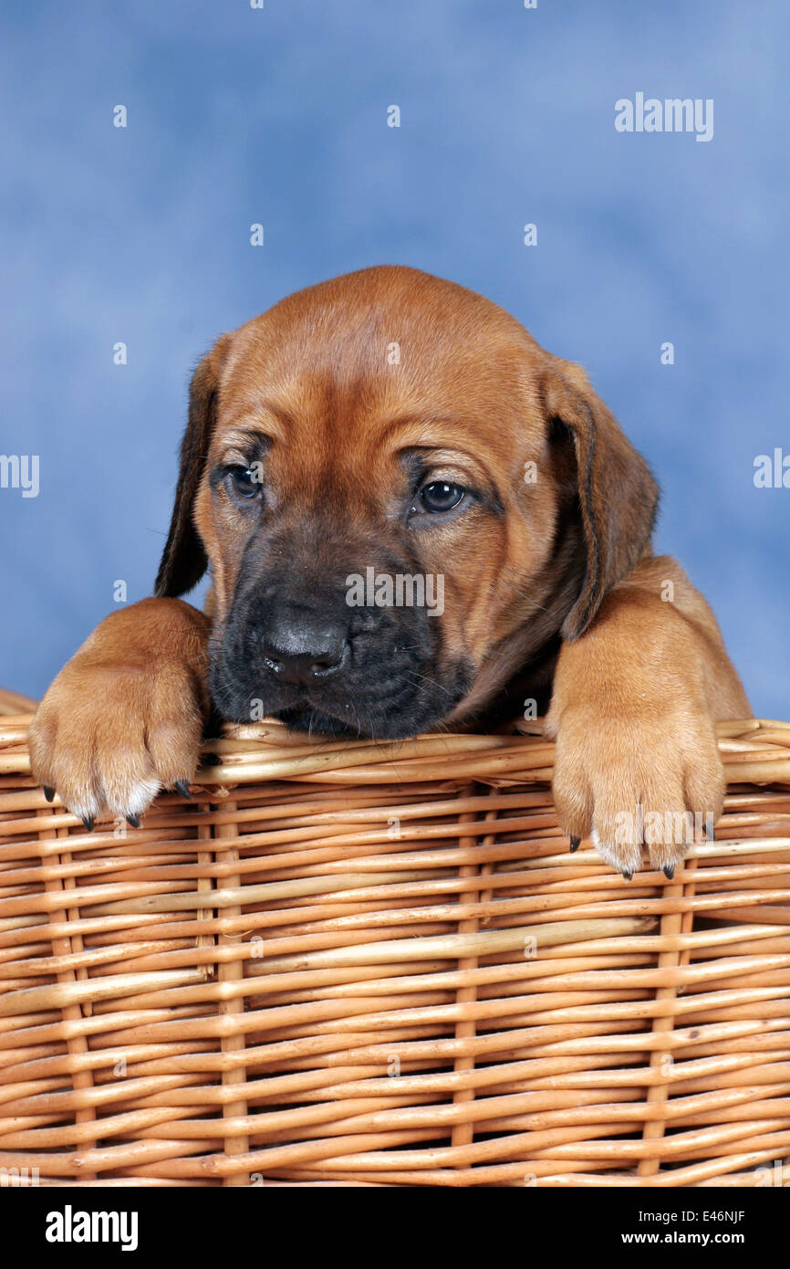 Rhodesian Ridgeback puppy in basket Stock Photo - Alamy