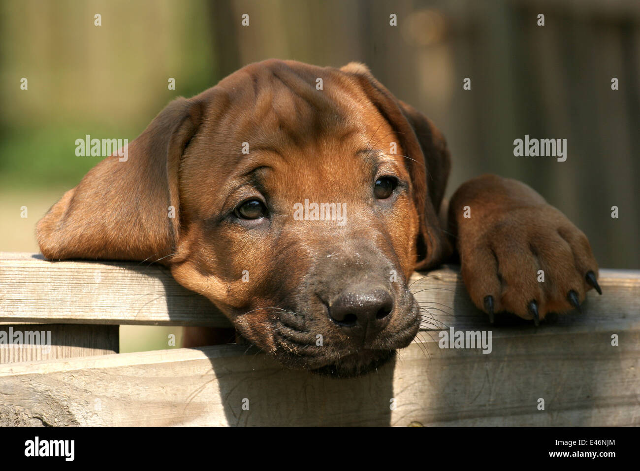 Rhodesian Ridgeback Portrait Stock Photo - Alamy