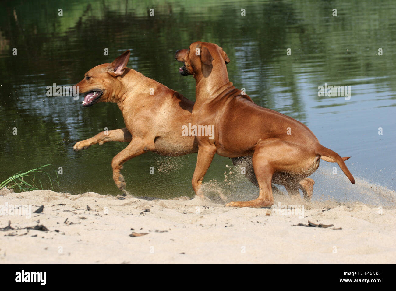 playing Rhodesian Ridgebacks Stock Photo - Alamy