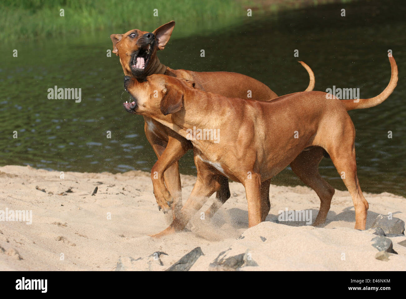 playing Rhodesian Ridgebacks Stock Photo - Alamy