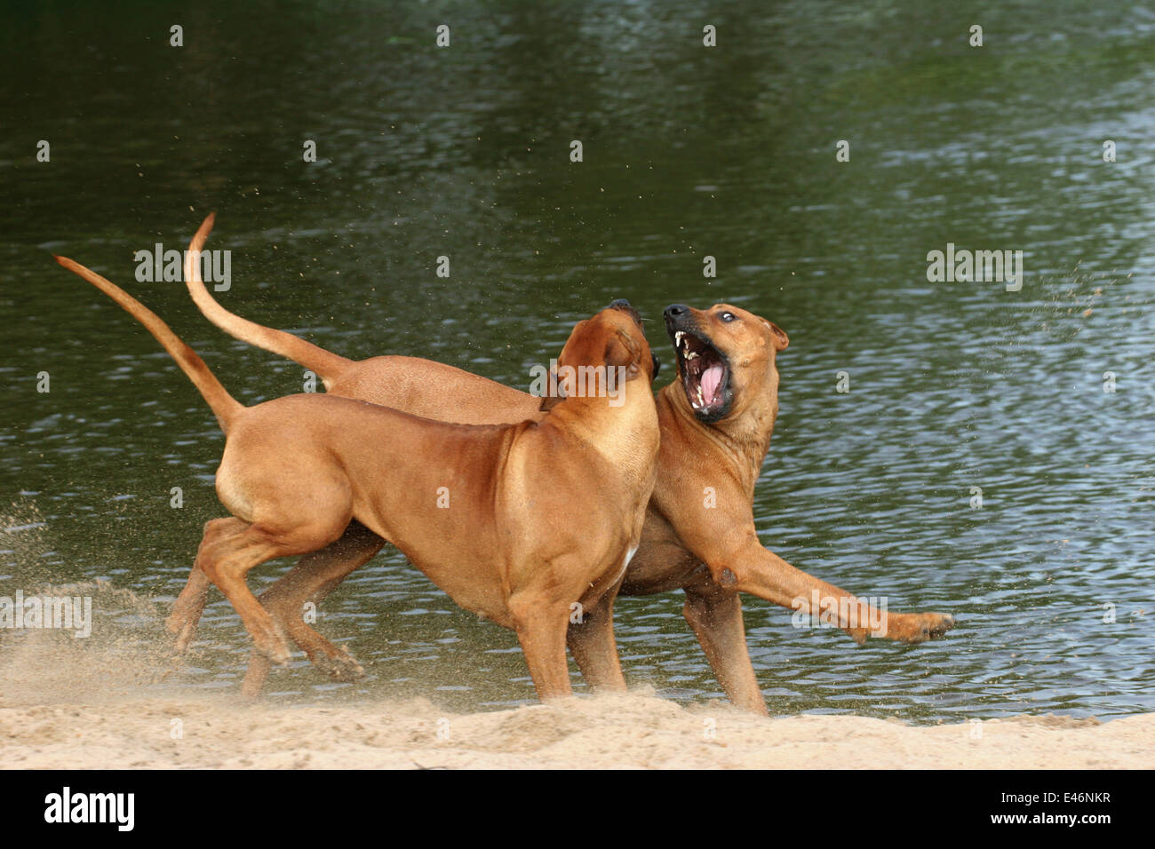 playing Rhodesian Ridgebacks Stock Photo - Alamy