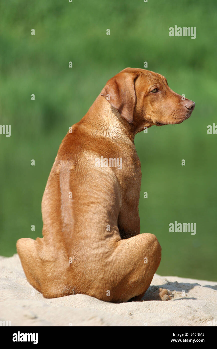 Rhodesian ridge hi-res stock photography and images - Alamy