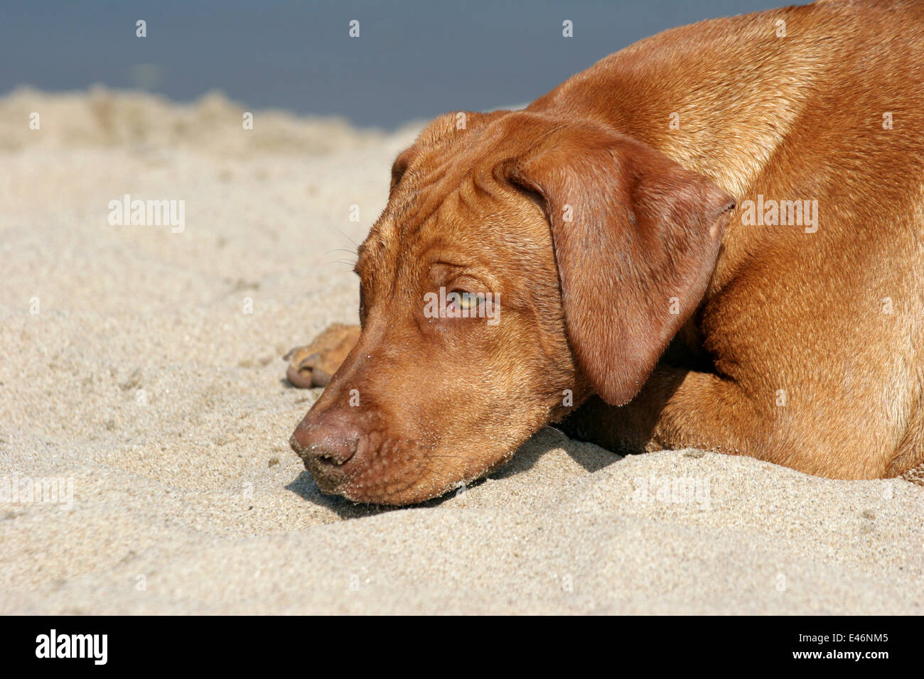 Rhodesian Ridgeback on the beach Stock Photo - Alamy