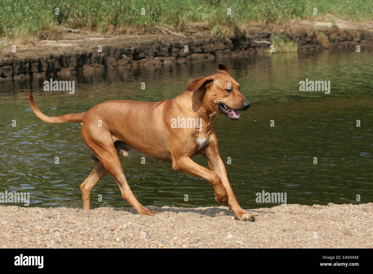 running Rhodesian Ridgeback Stock Photo - Alamy
