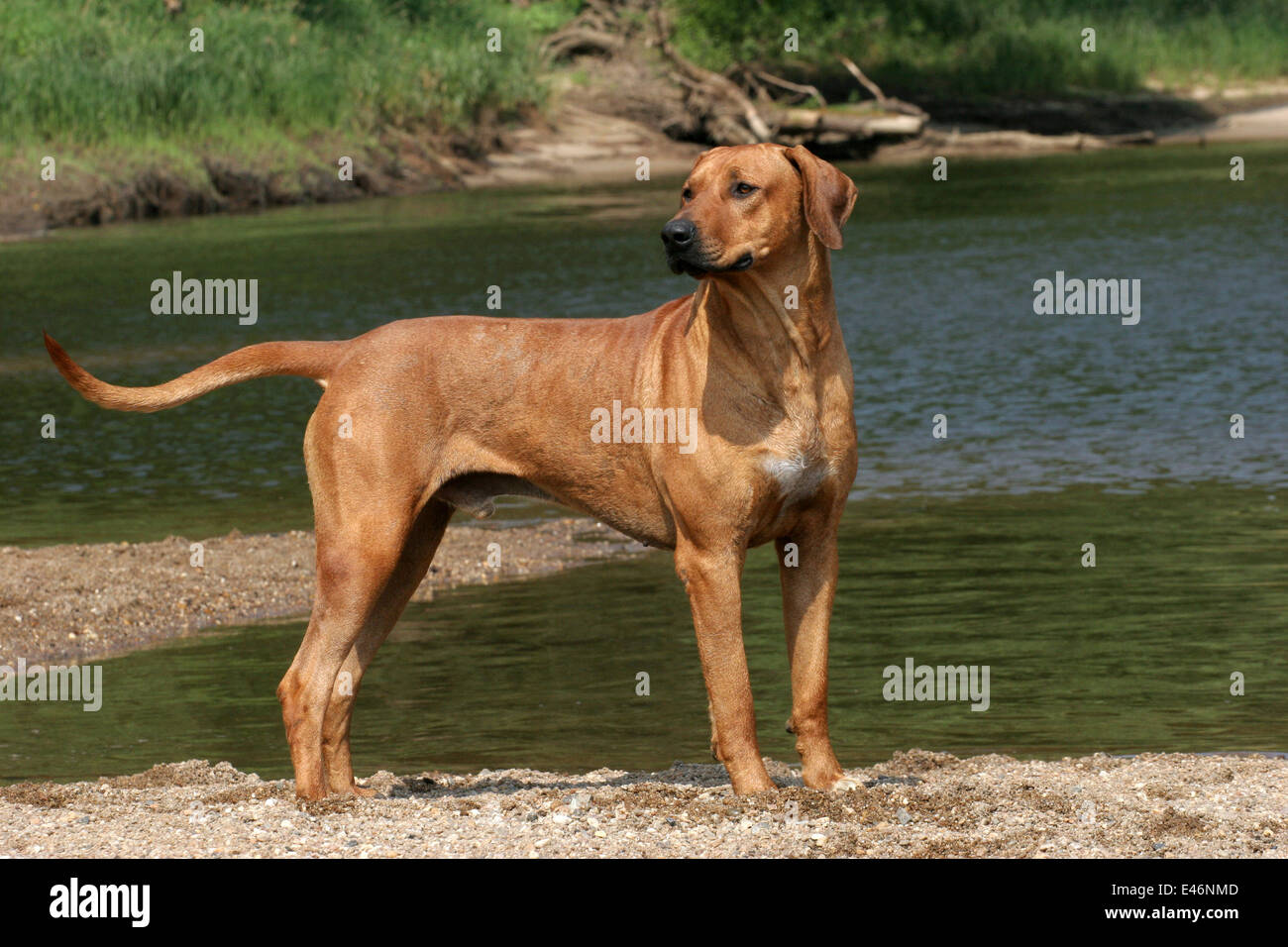 standing Rhodesian Ridgeback Stock Photo - Alamy