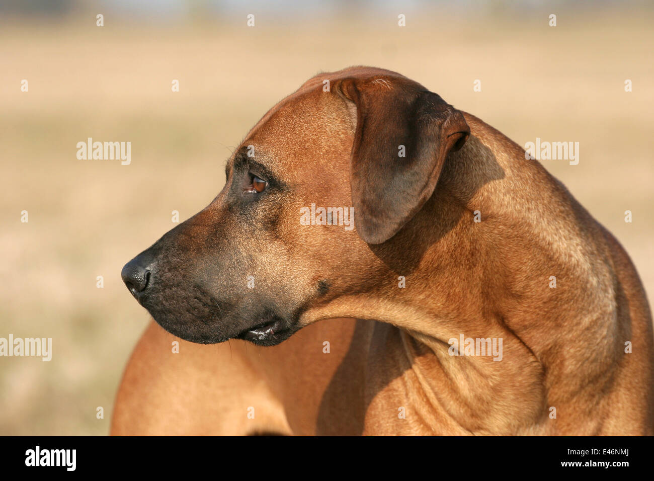 Rhodesian Ridgeback Portrait Stock Photo - Alamy
