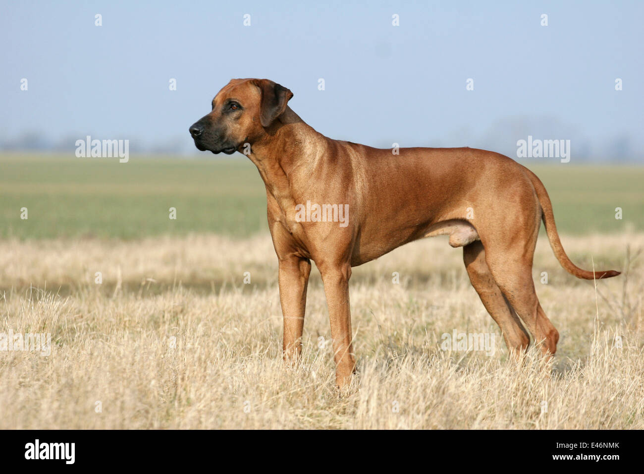 standing Rhodesian Ridgeback Stock Photo - Alamy