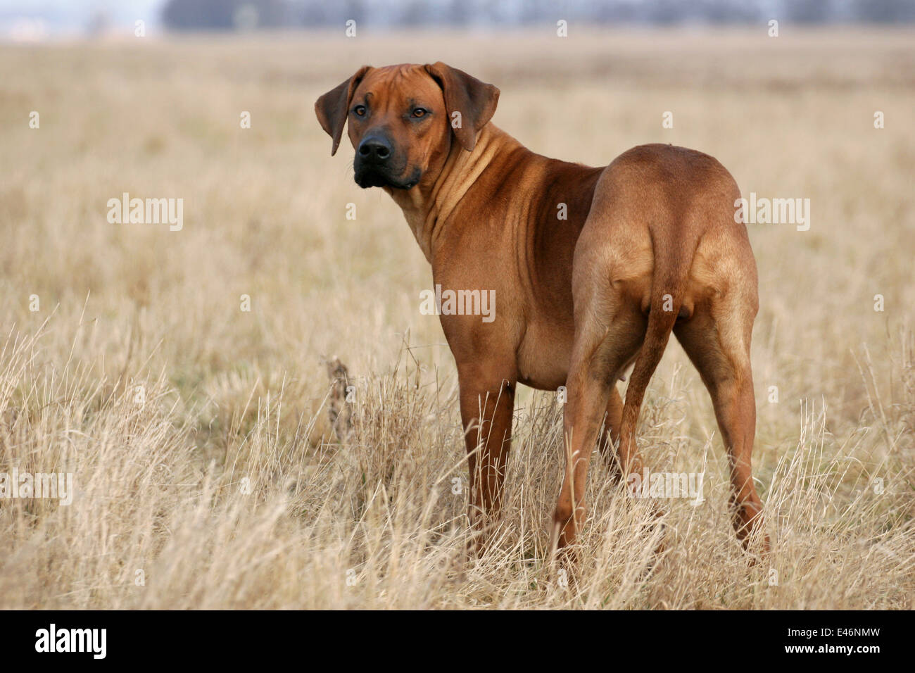 standing Rhodesian Ridgeback Stock Photo - Alamy
