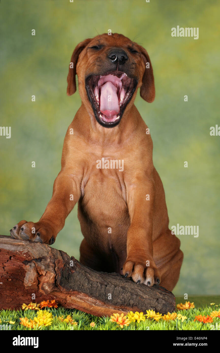 Rhodesian Ridgeback Puppy Stock Photo - Alamy