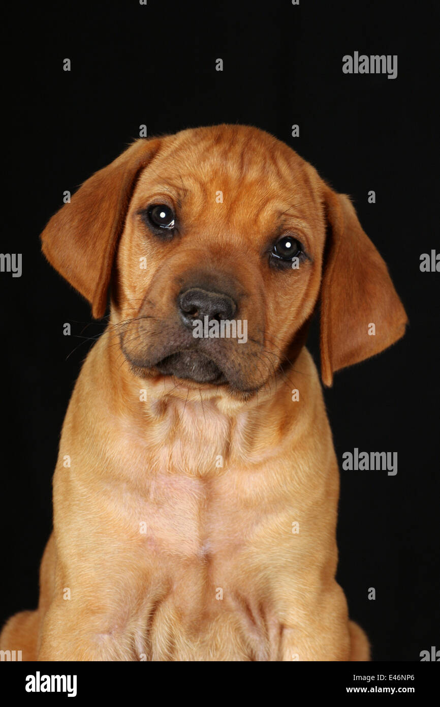 Black Rhodesian Ridgeback Mix Puppies