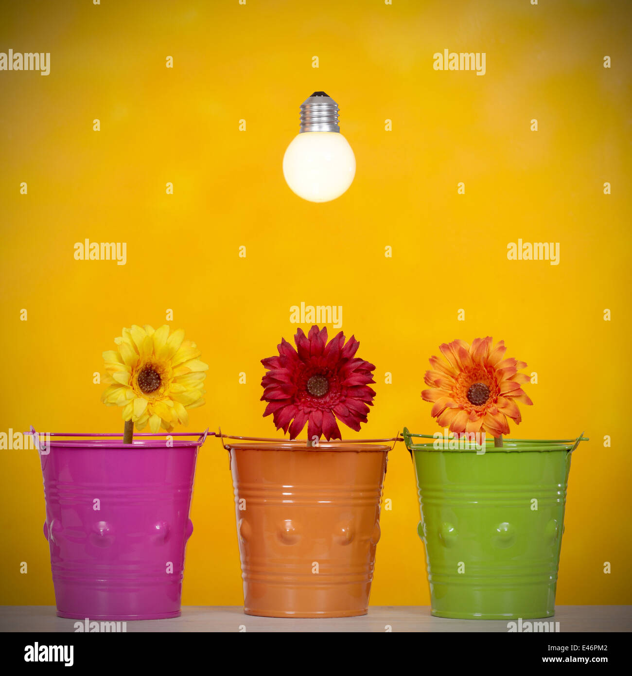 Pretty bulb plant hi-res stock photography and images - Alamy