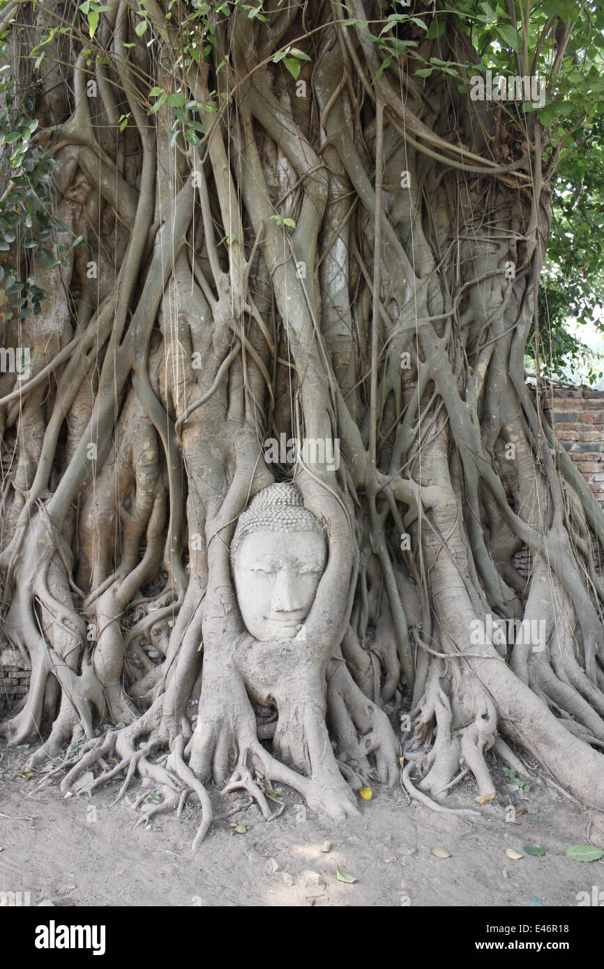 Head of a Buddha on a ficus tree, Ayutthaya, Wat Mahathat Temple ...