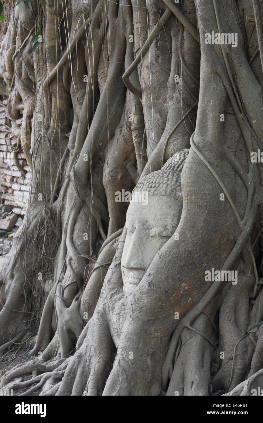 Tree of buddha hi-res stock photography and images - Alamy