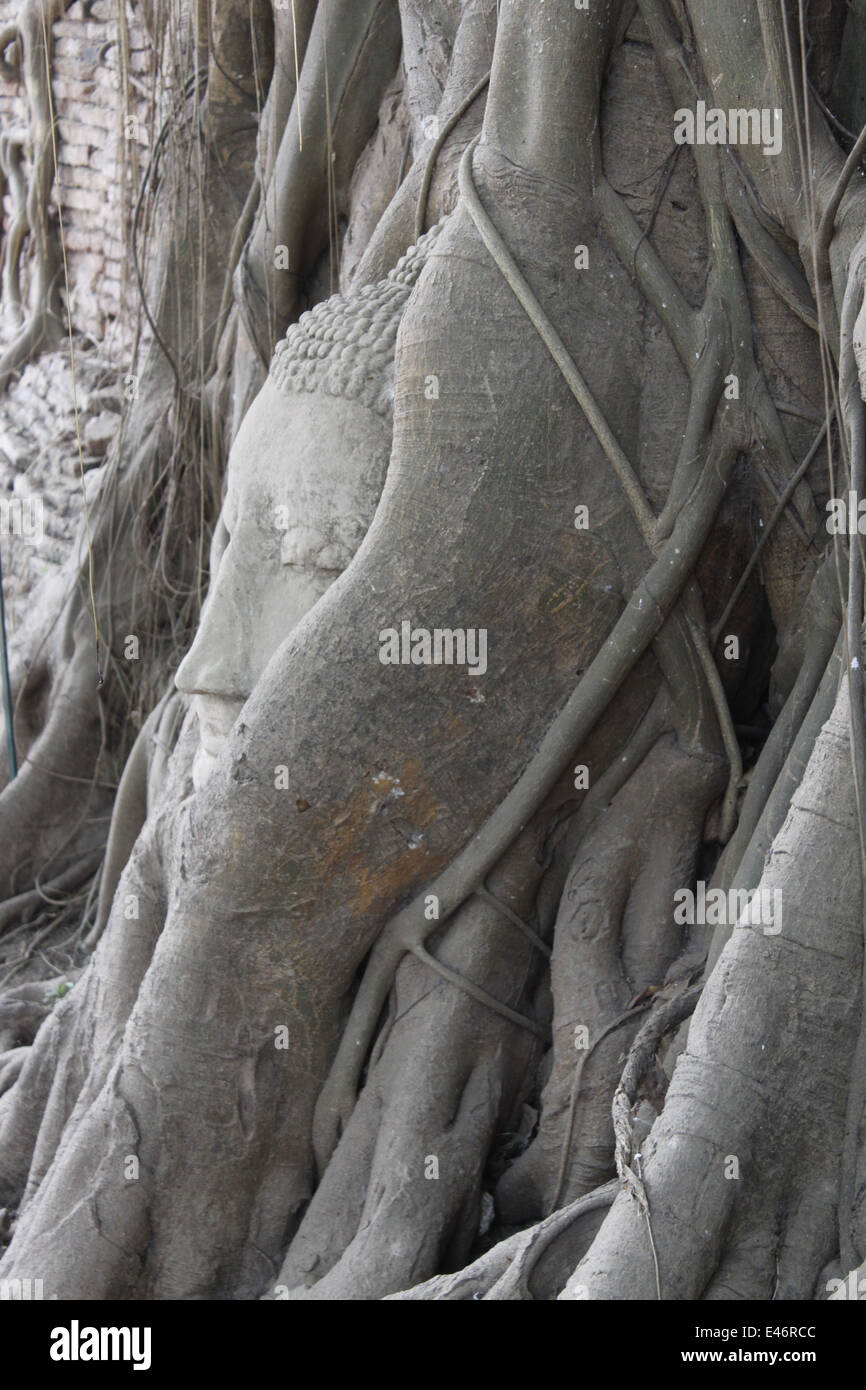 Tree of buddha hi-res stock photography and images - Alamy