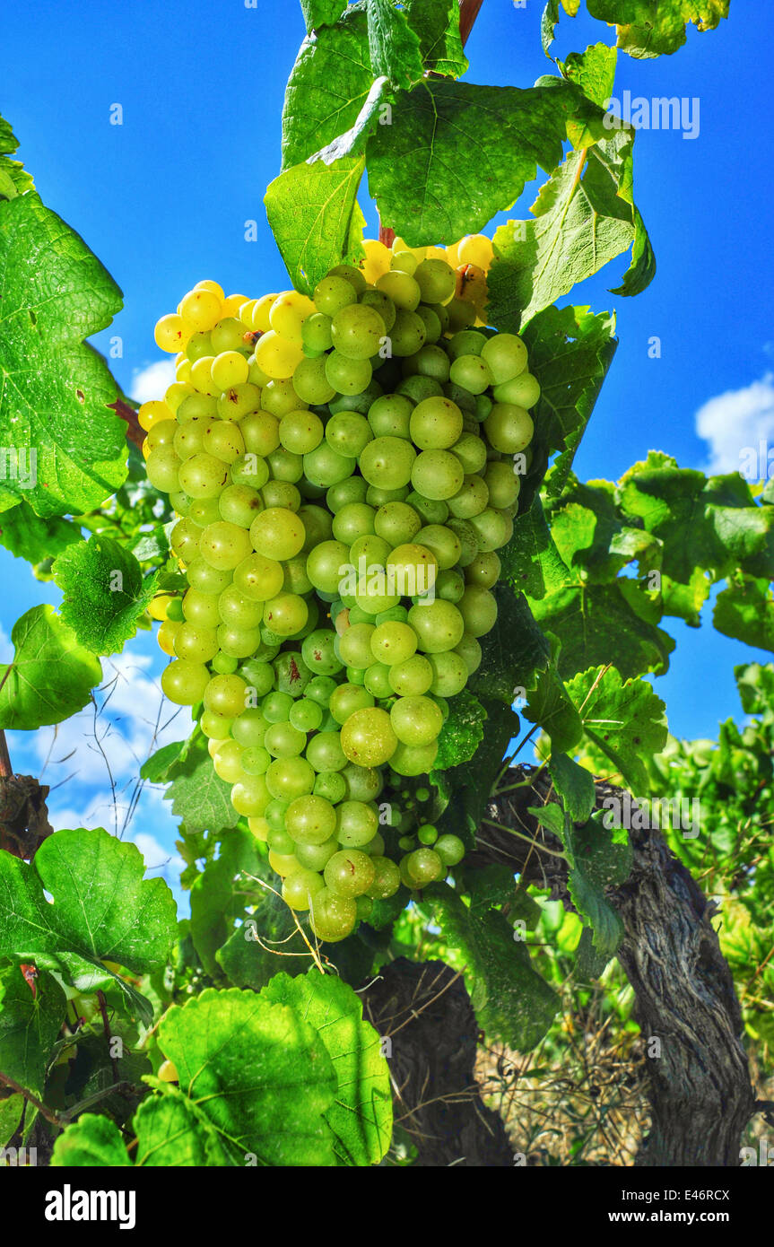 Xarello grape hi-res stock photography and images - Alamy